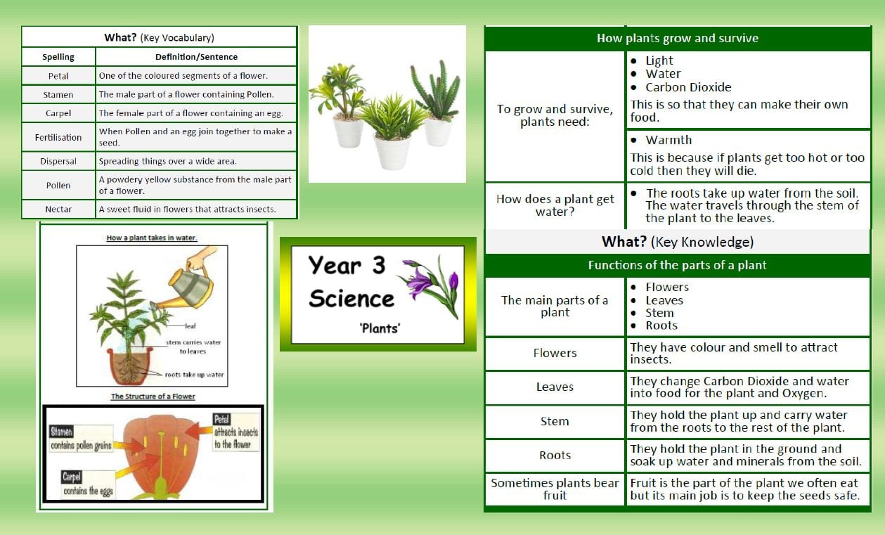 Year Three: Highfields and Arboretum - Mellers Primary School